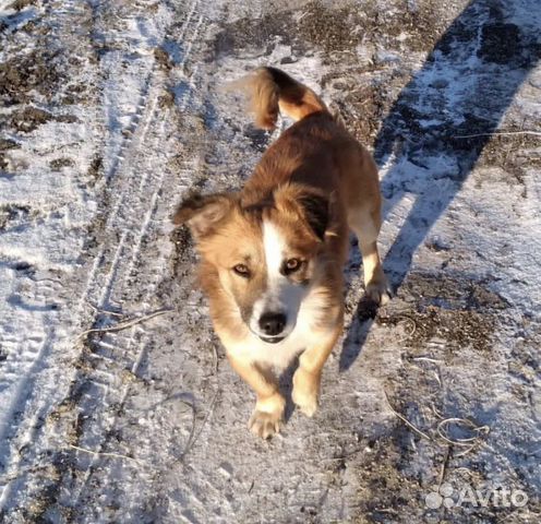 Малыш (30 см в холке) ищет дом