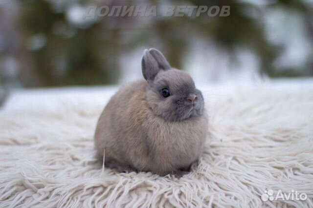 Кролик самочка минор, бебифейс