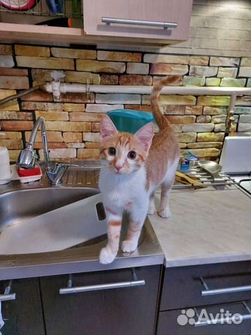 Котенок в добрые руки