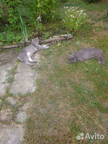 Котята ищут дом