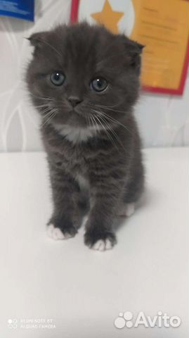 Шотландская вислоухая кошка