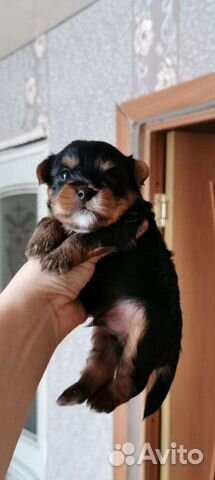 Йоркширский терьер