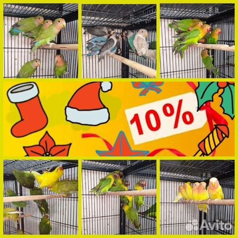 Попугаи Неразлучники и Какарики
