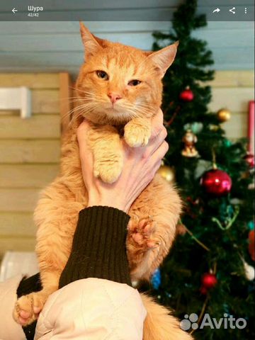 Молодой рыжик ищет дом