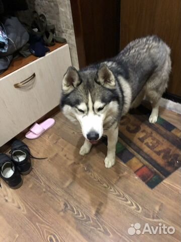 Сибирский хаски потеряшка
