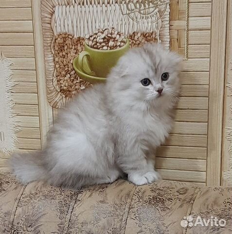 Шотландская