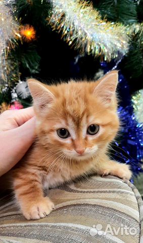 Британская кошка бесплатно