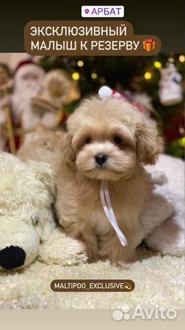 Мальтипу мини f1