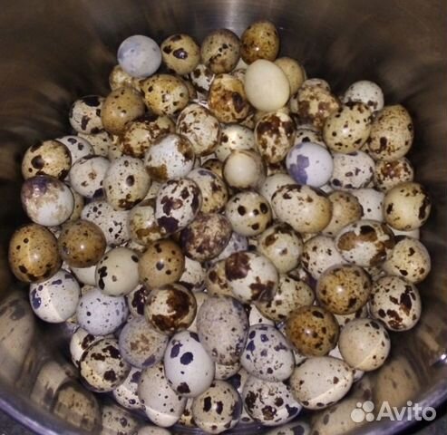 Яйцо перепелиное инкубационное
