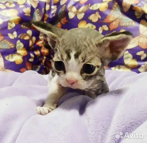 Котятки девонятки