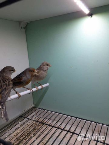 Кенор и канарейки