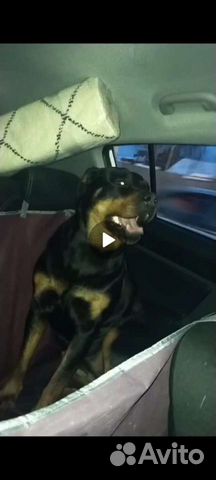 Собака ротвейлер найдена