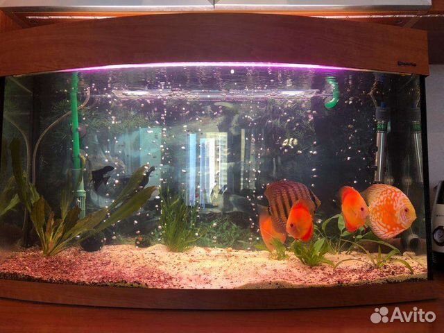 Аквариум 120 литров