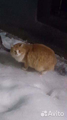 Отдам кота в добрые руки
