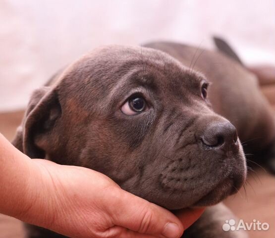 Щенки итальянскогo Кане Корсо