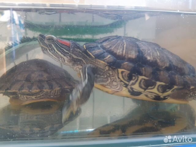 Красноухая черепаха с аквариумом