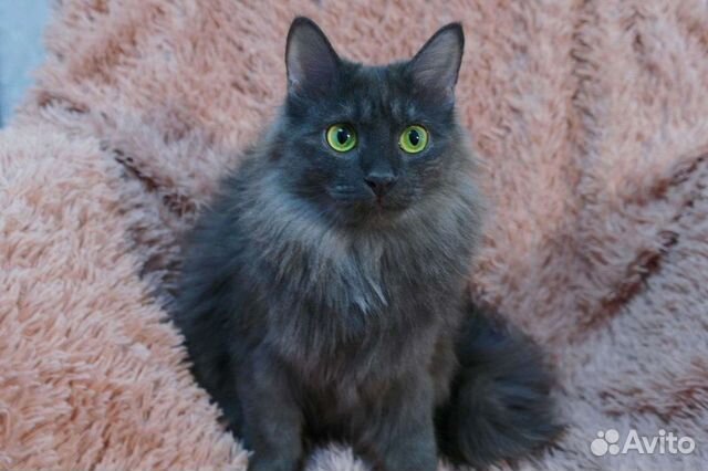 Кошечка 1 год