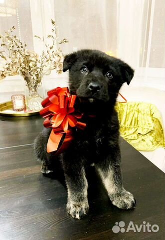 Симпатичный щенок ищет хозяев