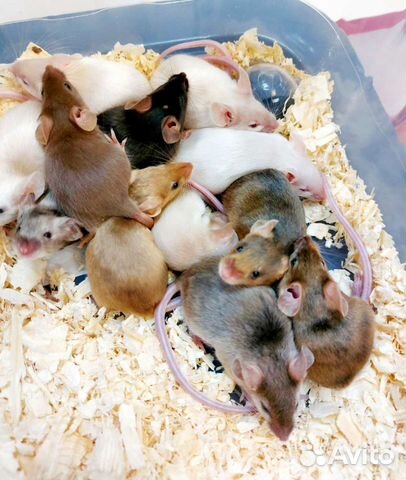 Мышка декоративная