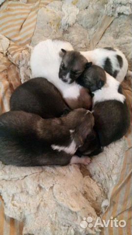 Собака в добрые руки щенок.Кавказская лайка 4 щенк