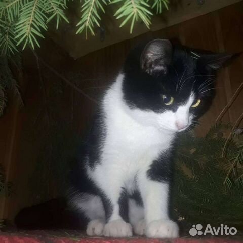 Котик компотик