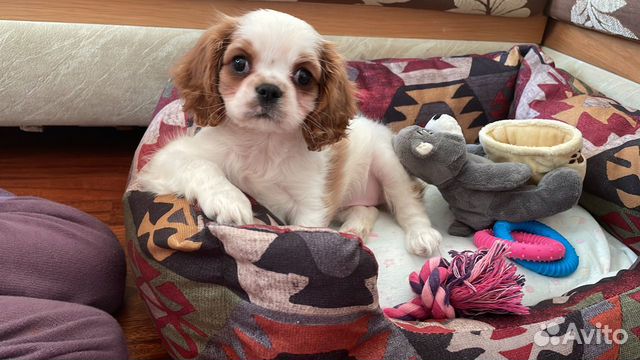 Щенок ковалер кинг чарльз спаниель