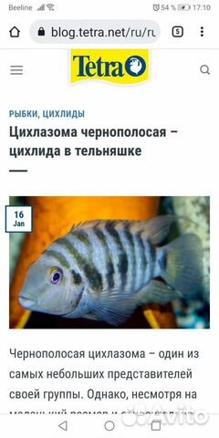 Рыба