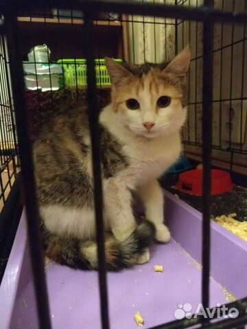 Полугодовалый котенок девочка ищет дом