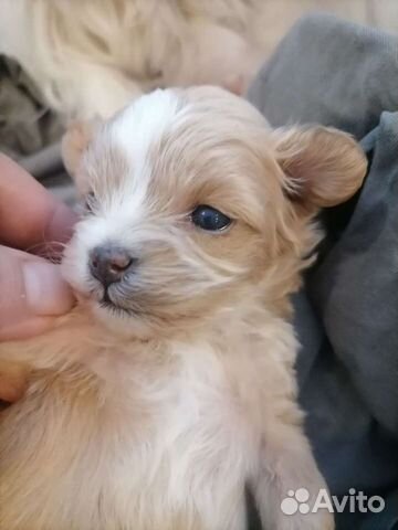 Мальтипу девочка корея