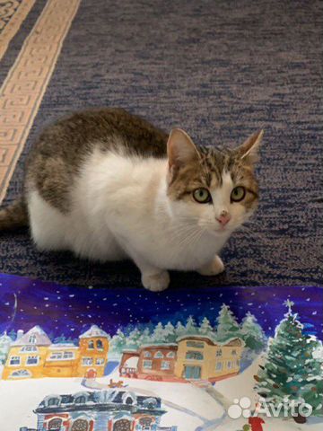 Кошечка в добрые руки