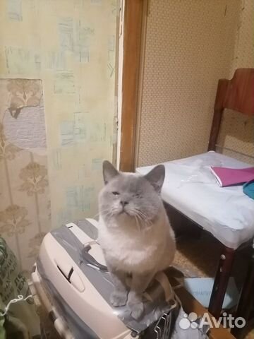 Кот тайский блю поинт. Один глаз. Спасён с улицы