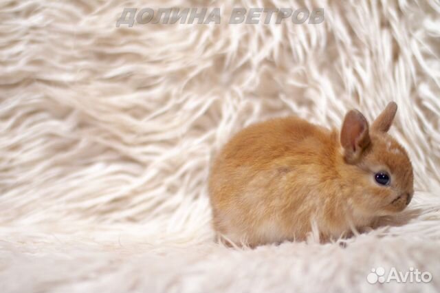 Кролик мальчик минор миниатюрный