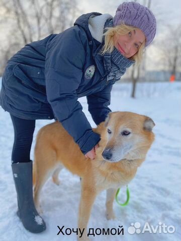 Очень умная и красивая собака Яна в добрые руки