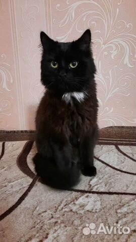 Кошка