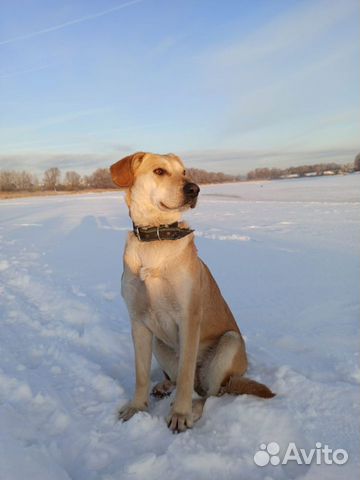 Ищем дом для бршенной гончей