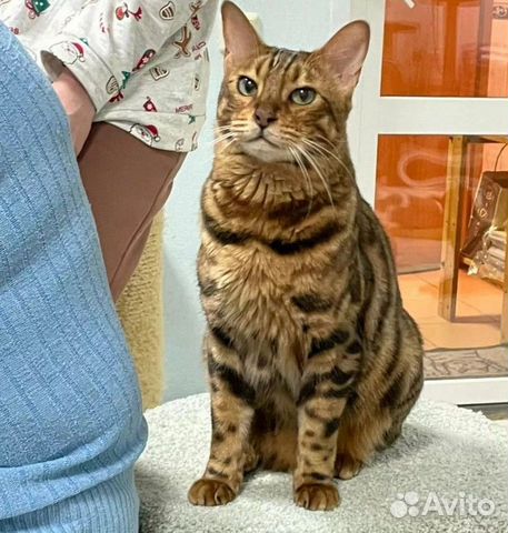 Кот Бася ждет своих маму и папу