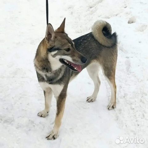 Лайка найдена в парке Северное Тушино