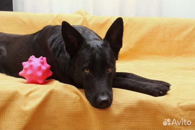 Собака в добрые руки