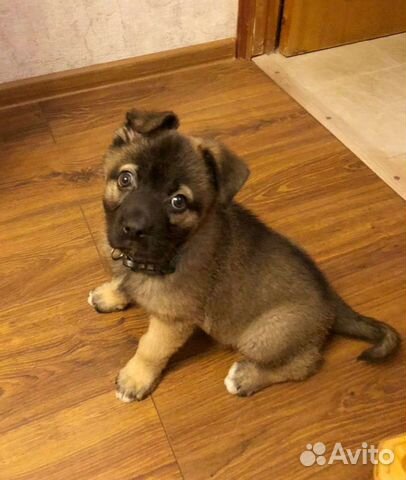 Няша ищет дом