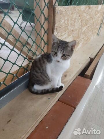 Кошка в дар