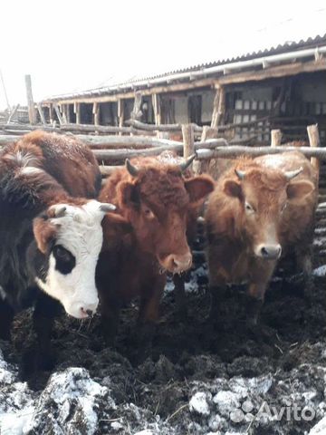 Продаю телки на мясо