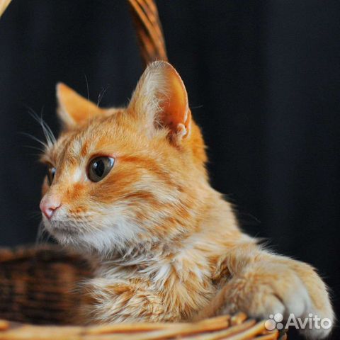 Кот - рыжий котенок 6 месяцев