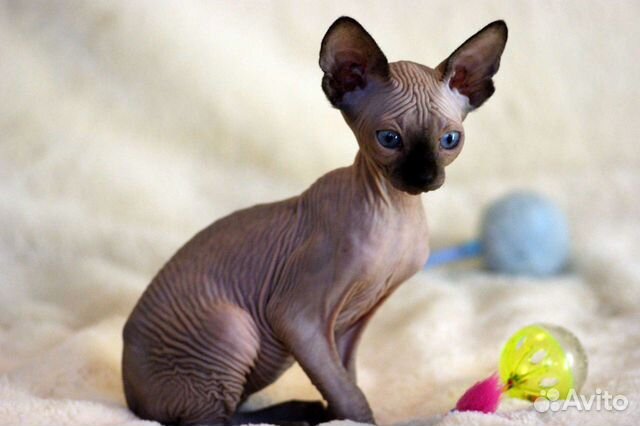 Канадский сфинкс котёнок