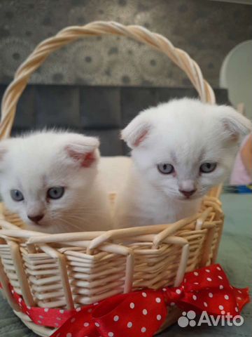 Шотландские вислоухие котята мраморные