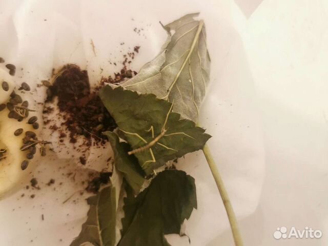 Палочник анамский