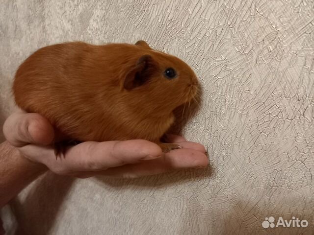 Морская свинка