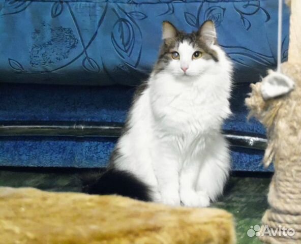 Котик в добрые руки