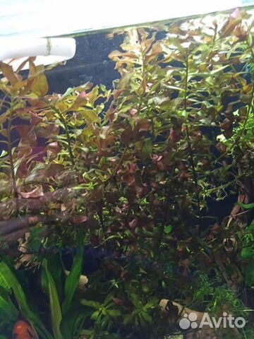 Прополка растений