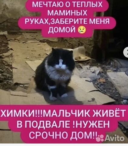 Котёнок пушистый одинокий черно-белый