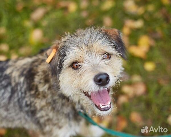 Собака в добрые руки маленькие